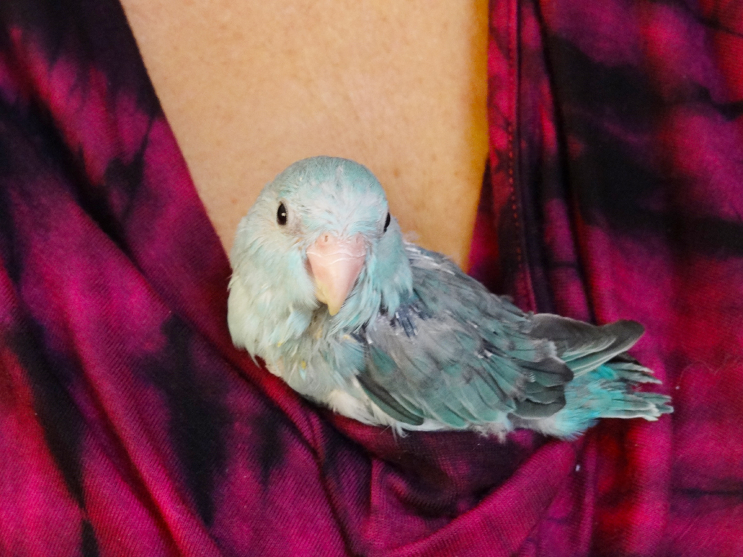 baby parrotlet | Parrotlet Babies